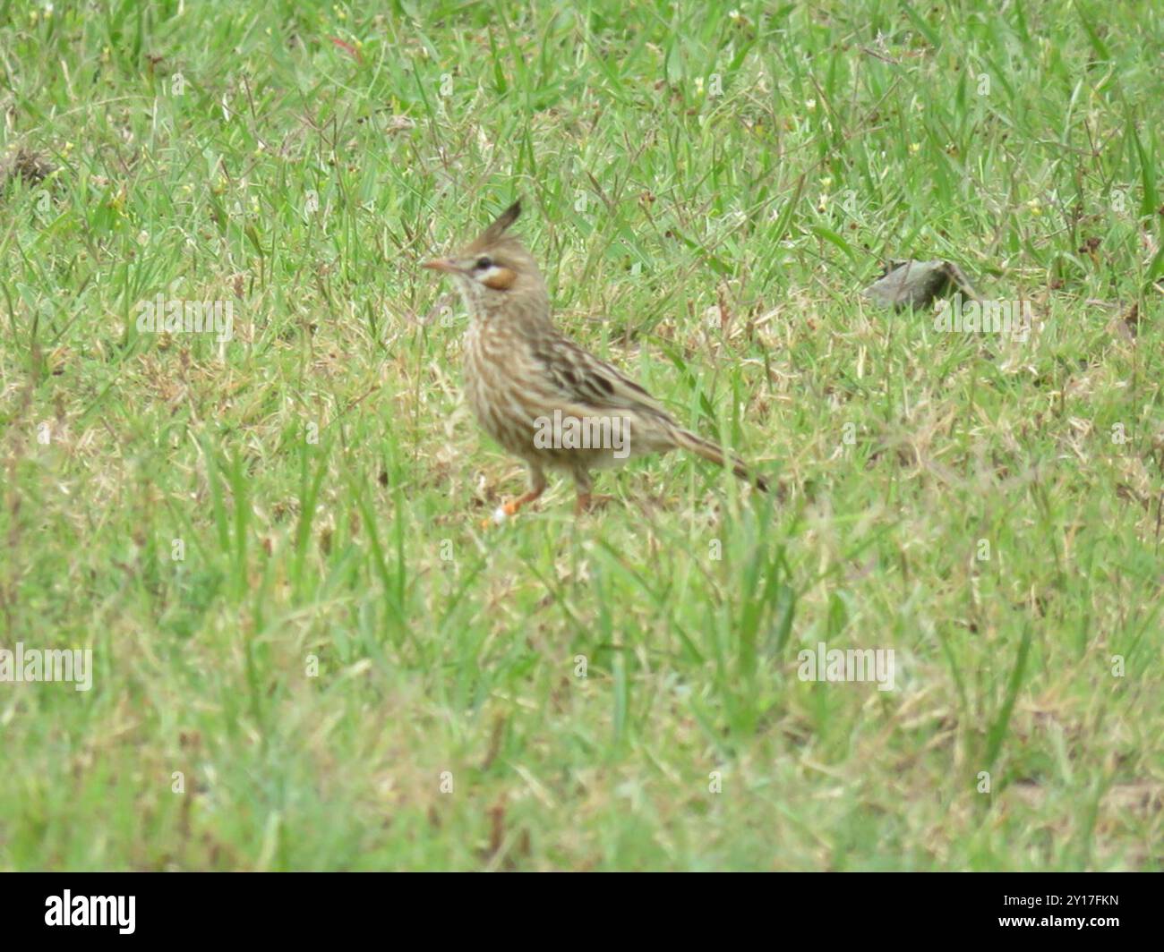 Lark-like Brushrunner (Coryphistera alaudina) Aves Stock Photo - Alamy
