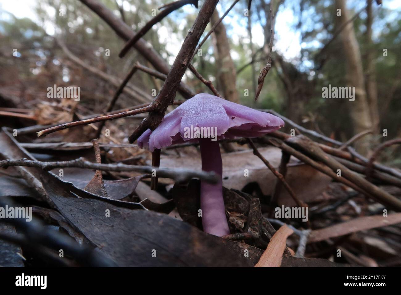mauve splitting waxcap (Porpolomopsis lewelliniae) Fungi Stock Photo ...