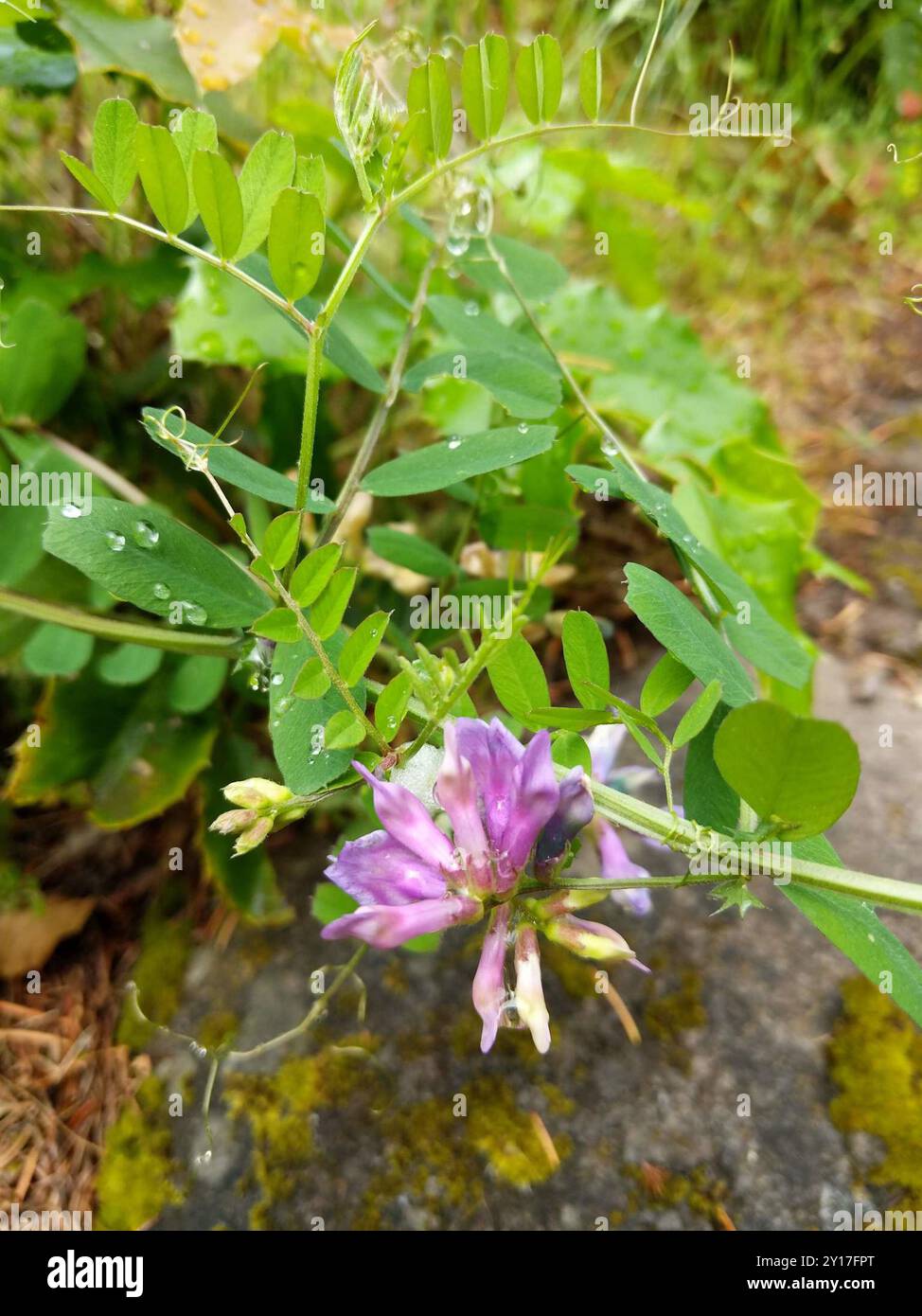 American vetch (Vicia americana) Plantae Stock Photo - Alamy