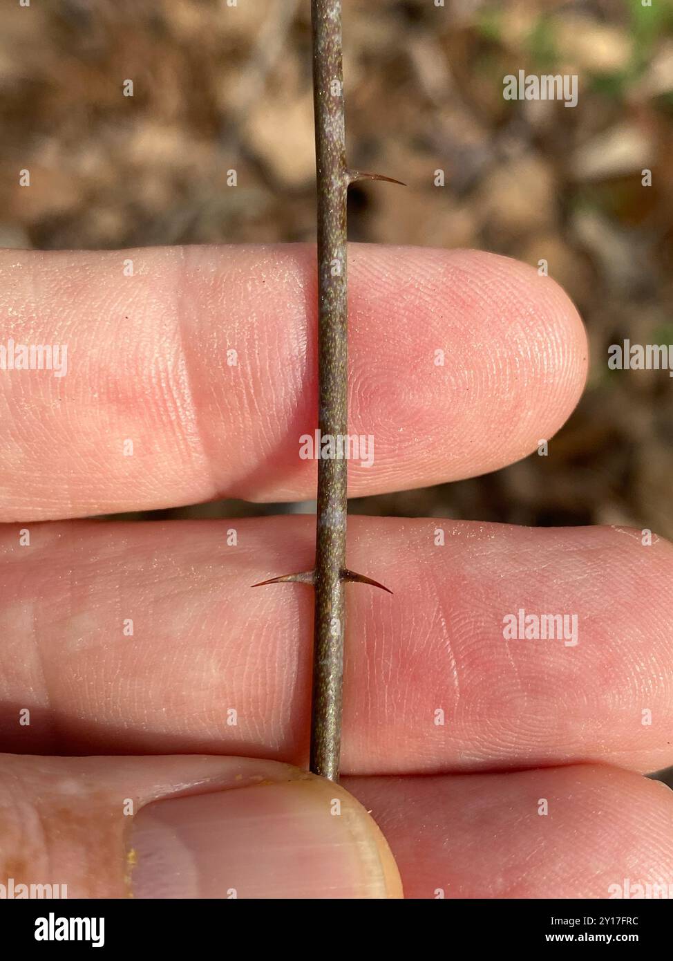 sawbrier (Smilax glauca) Plantae Stock Photo - Alamy