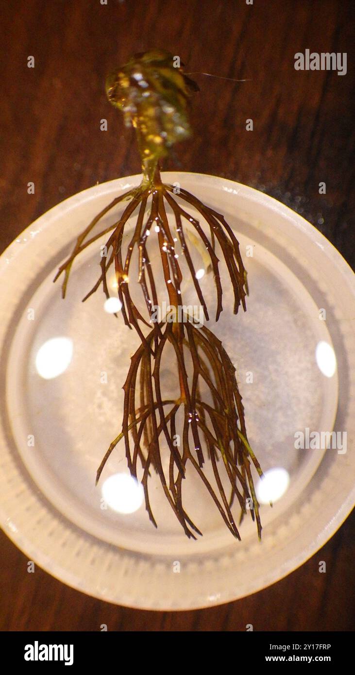 coontail (Ceratophyllum demersum) Plantae Stock Photo - Alamy