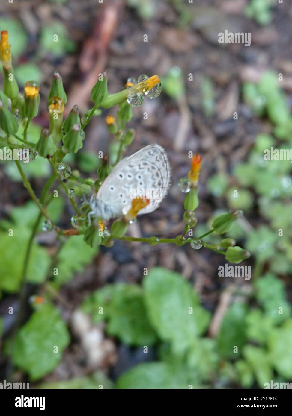 Tiny Grass Blue (Zizula hylax) Insecta Stock Photo - Alamy