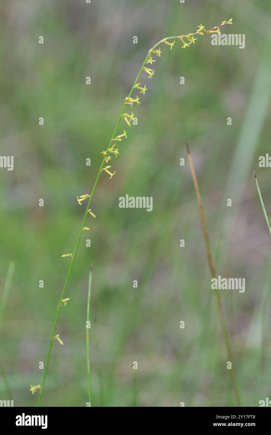 (Stackhousia nuda) Plantae Stock Photo - Alamy