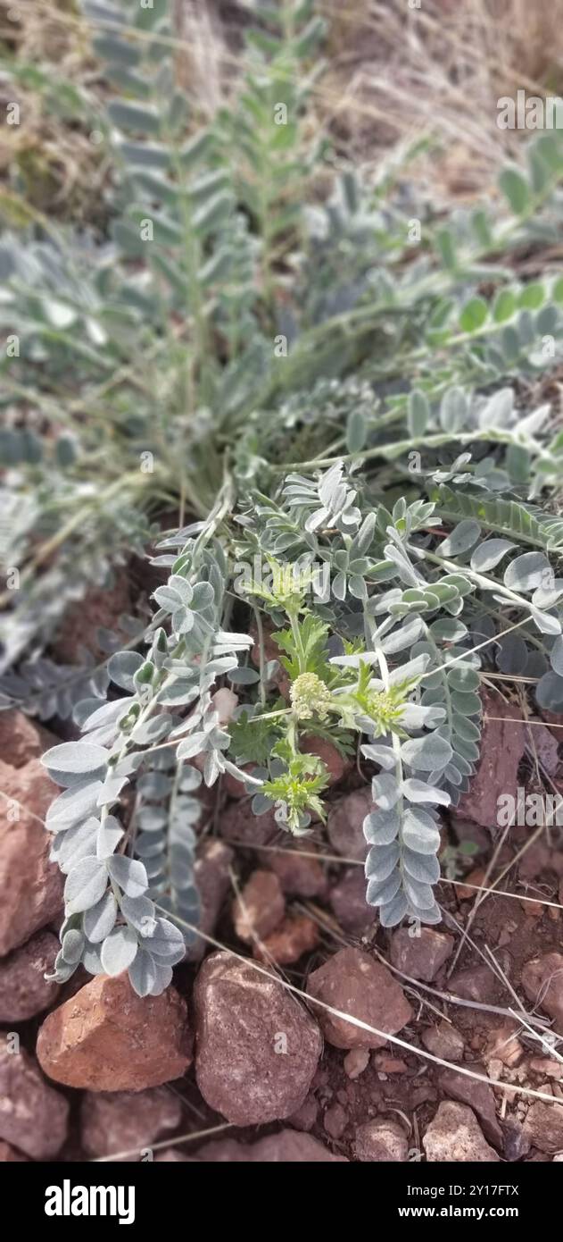 Woolly Locoweed (Astragalus mollissimus) Plantae Stock Photo - Alamy