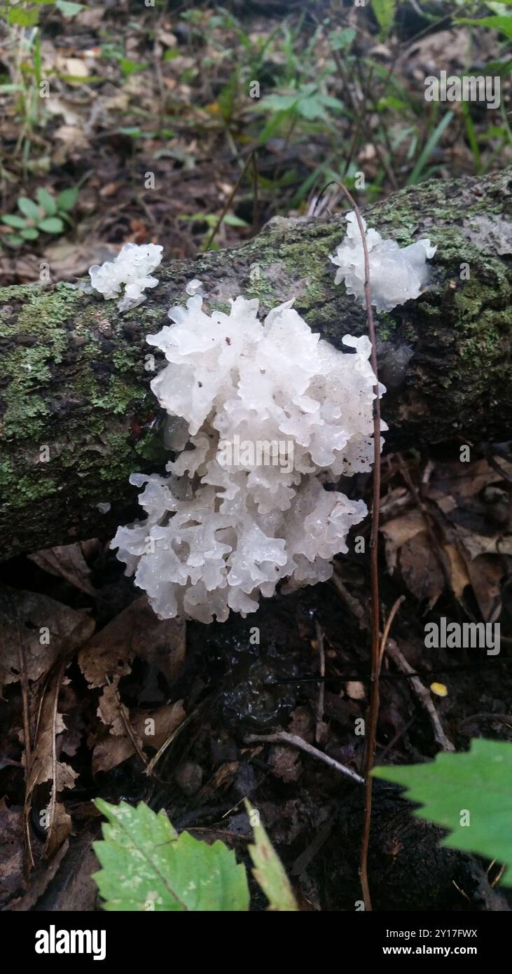 snow fungus (Tremella fuciformis) Fungi Stock Photo - Alamy