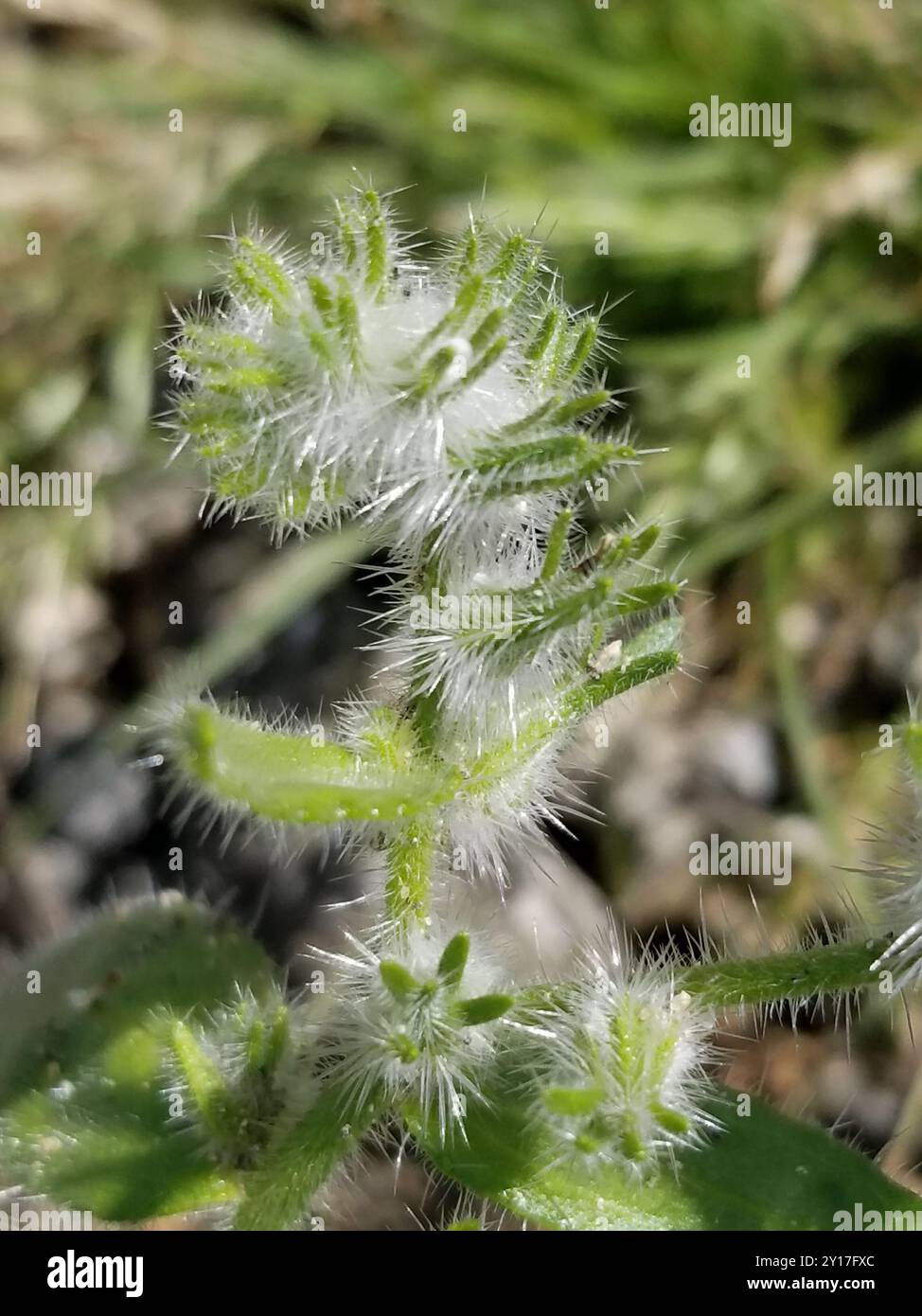 bearded cryptantha (Cryptantha barbigera) Plantae Stock Photo - Alamy