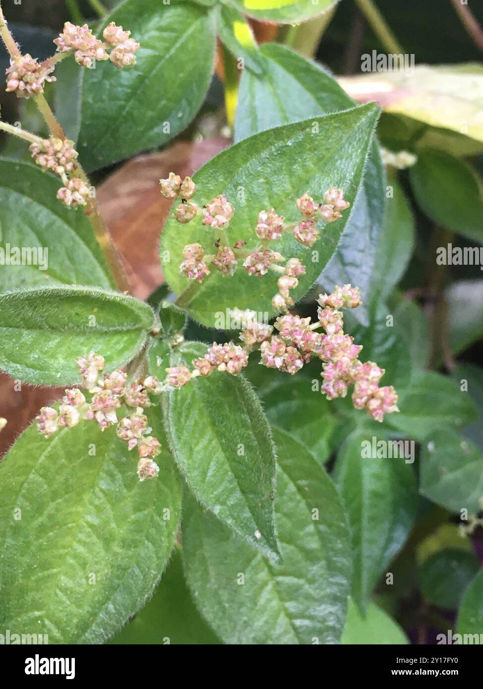 dicots (Magnoliopsida) Plantae Stock Photo - Alamy