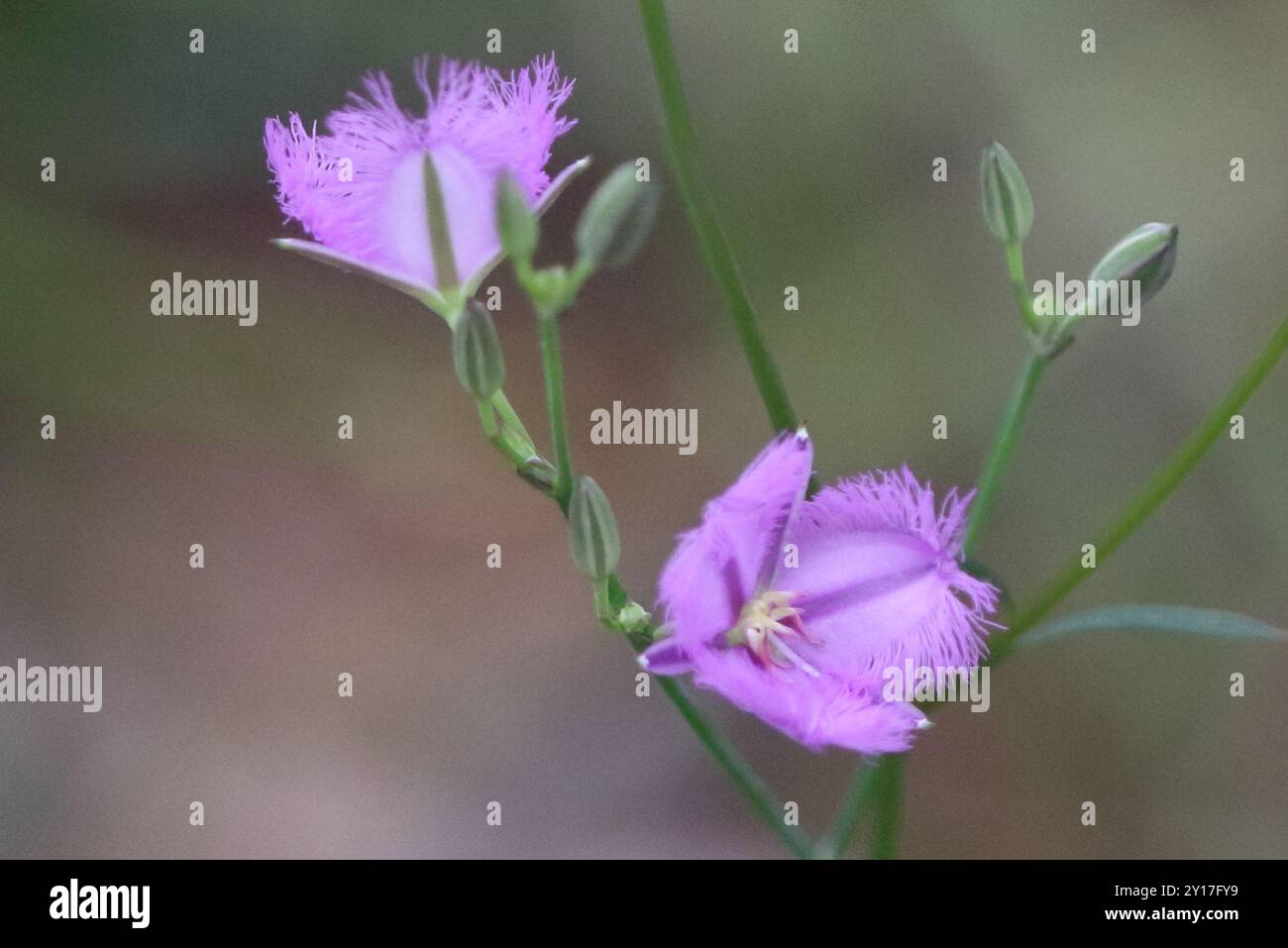 Common Fringe-lily (Thysanotus tuberosus) Plantae Stock Photo - Alamy