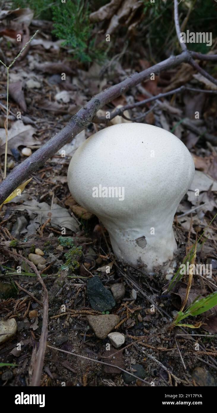 Brain puffball (Calvatia craniiformis) Fungi Stock Photo - Alamy