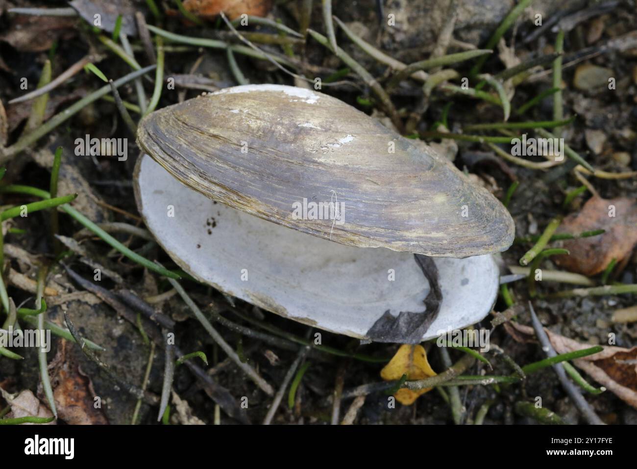 Duck Mussel (Anodonta anatina) Mollusca Stock Photo - Alamy