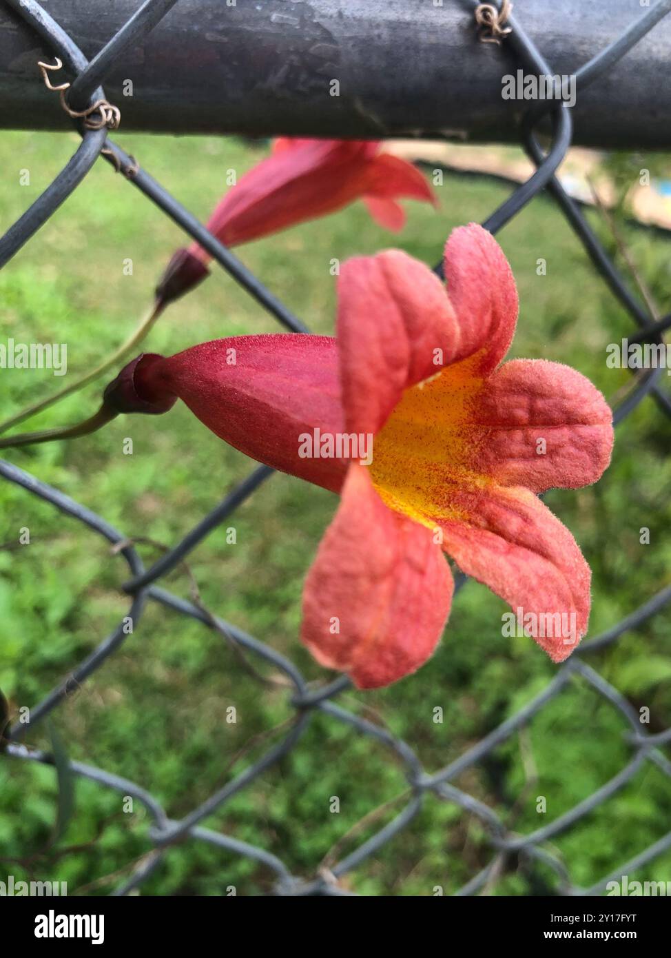 cross vine (Bignonia capreolata) Plantae Stock Photo - Alamy