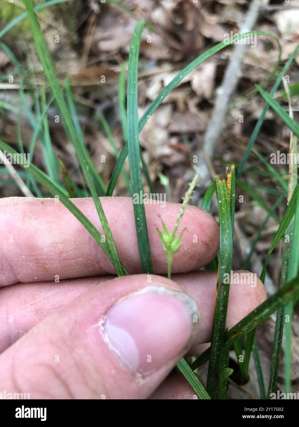 Basal Flower Sedge (Carex basiantha) Plantae Stock Photo - Alamy