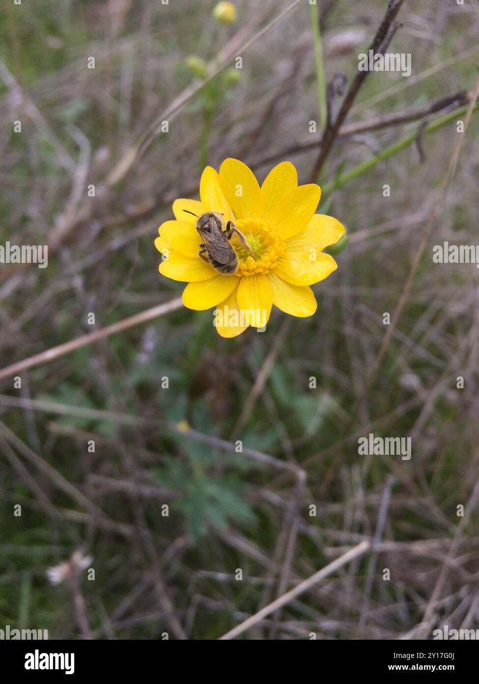 (Ranunculus californicus californicus) Plantae Stock Photo - Alamy