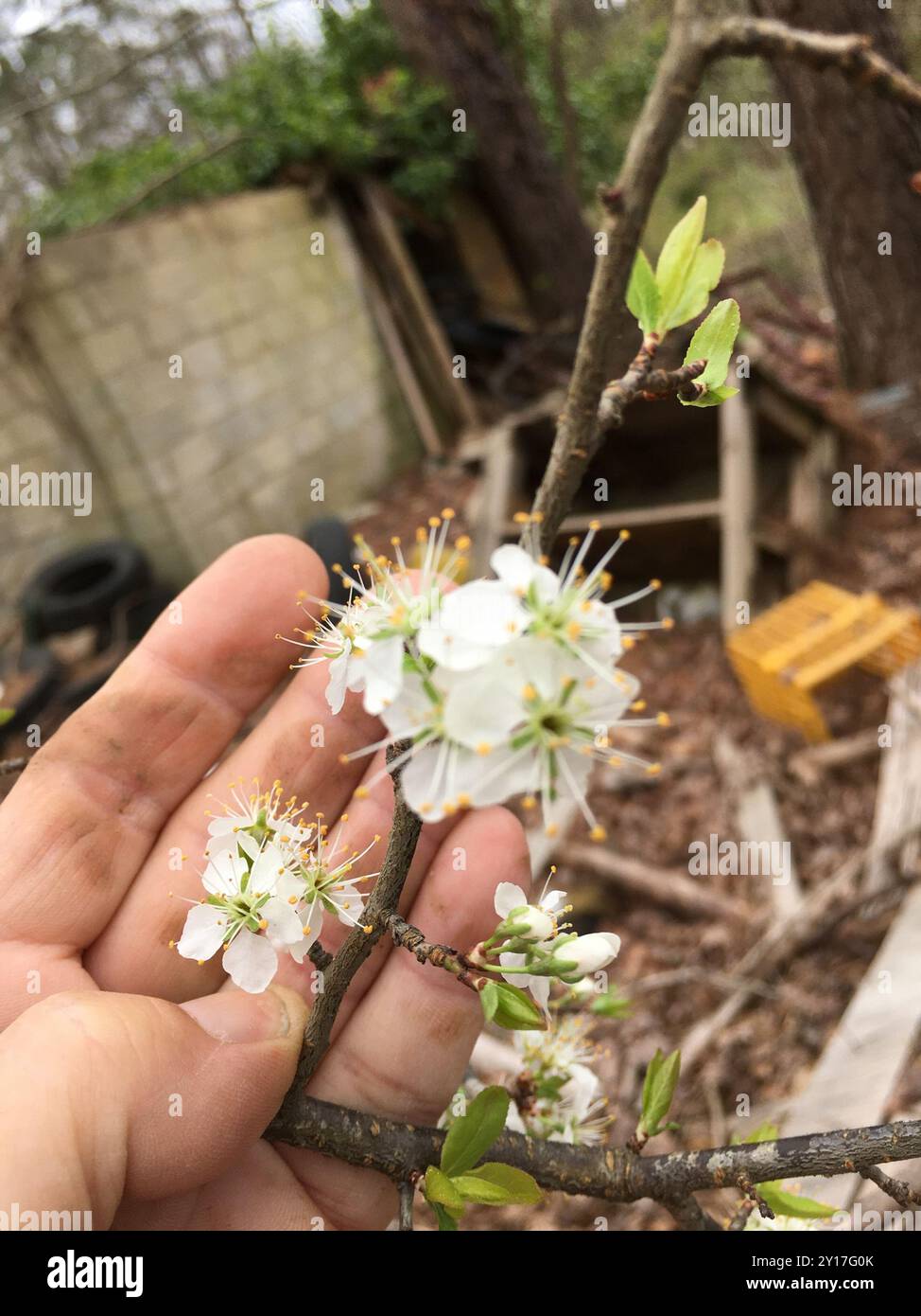 Chickasaw plum (Prunus angustifolia) Plantae Stock Photo - Alamy