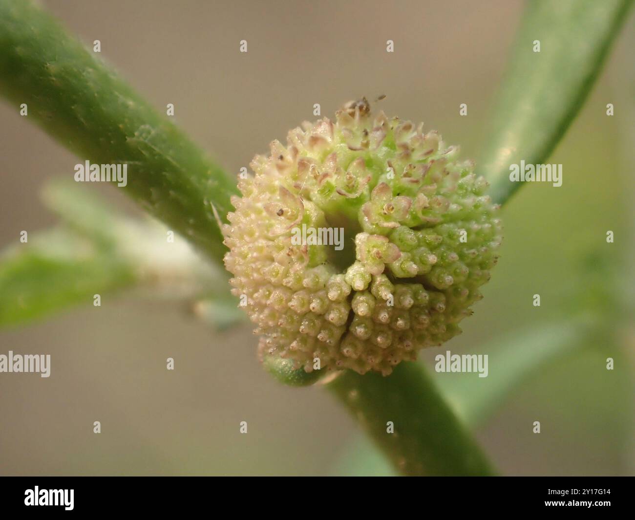 spreading sneezeweed (Centipeda minima) Plantae Stock Photo - Alamy