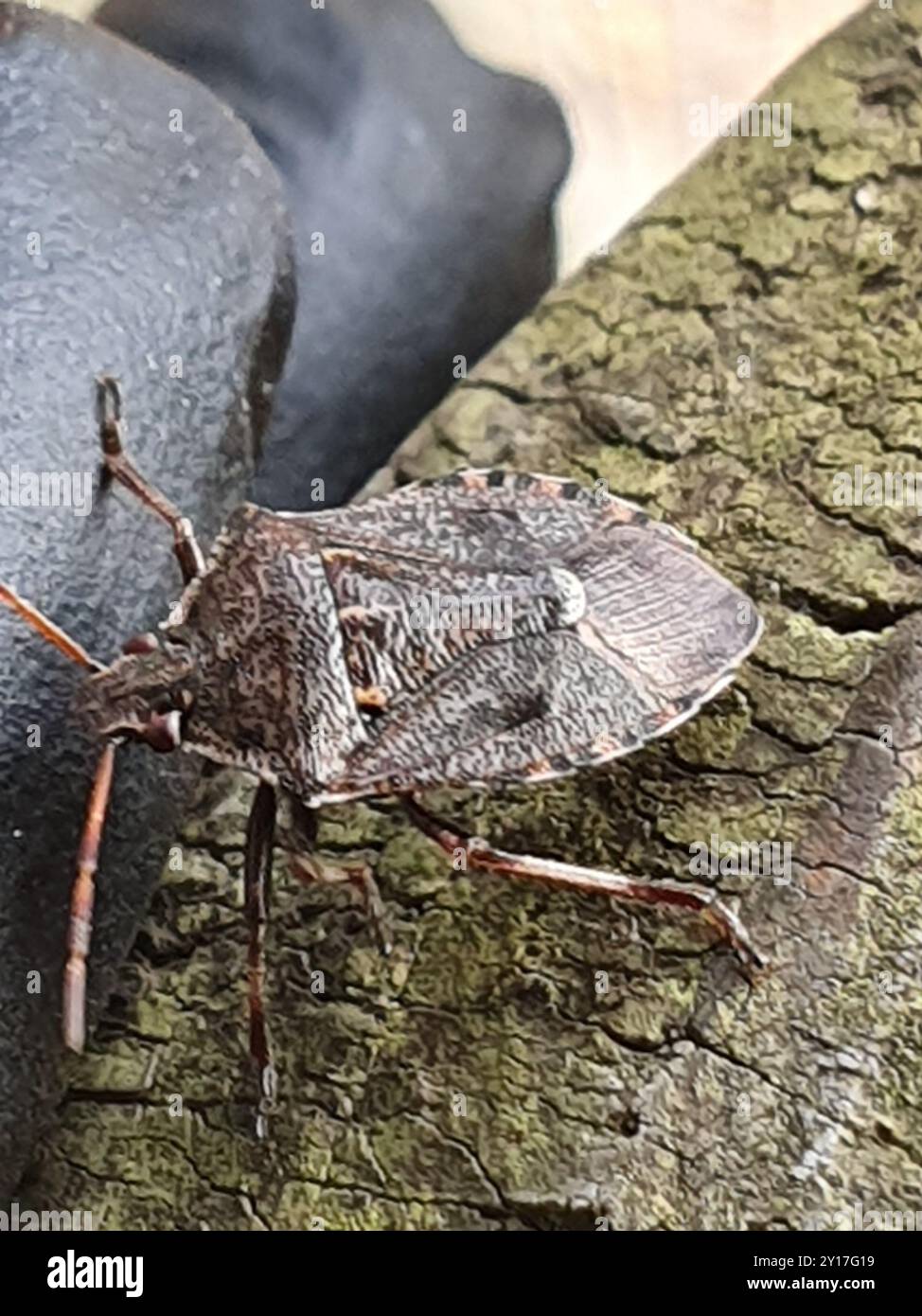 Brown soldier bug (Cermatulus nasalis) Insecta Stock Photo - Alamy