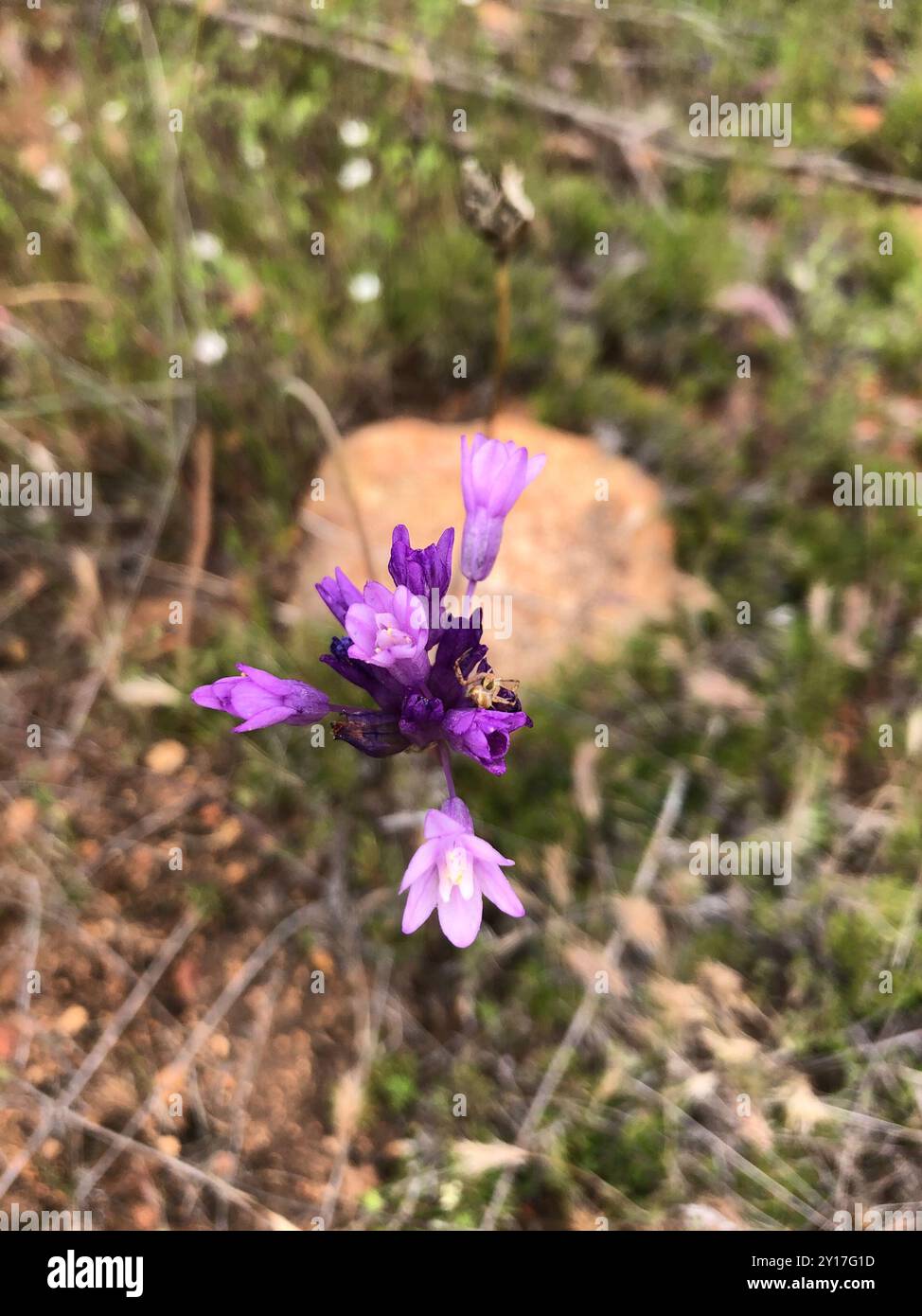 (Dipterostemon capitatus capitatus) Plantae Stock Photo - Alamy