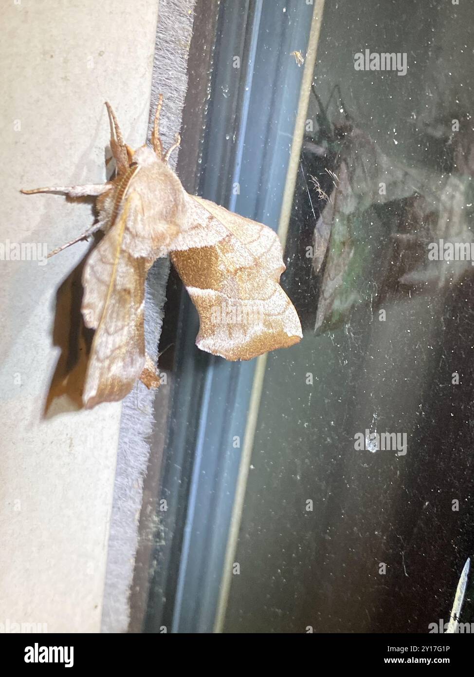 Walnut Sphinx (Amorpha juglandis) Insecta Stock Photo - Alamy