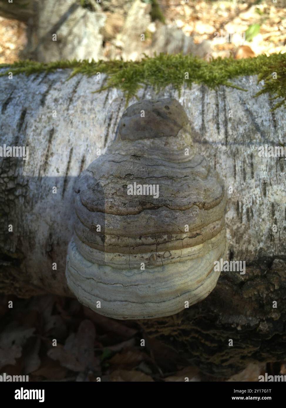 Hoof Fungus (Fomes fomentarius) Fungi Stock Photo - Alamy