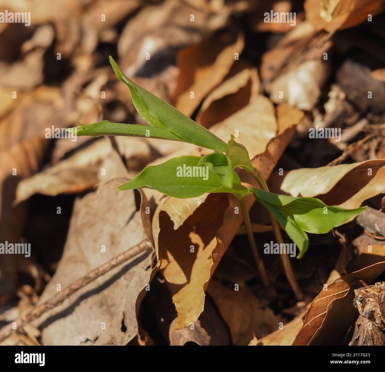 vascular plants (Tracheophyta) Plantae Stock Photo - Alamy