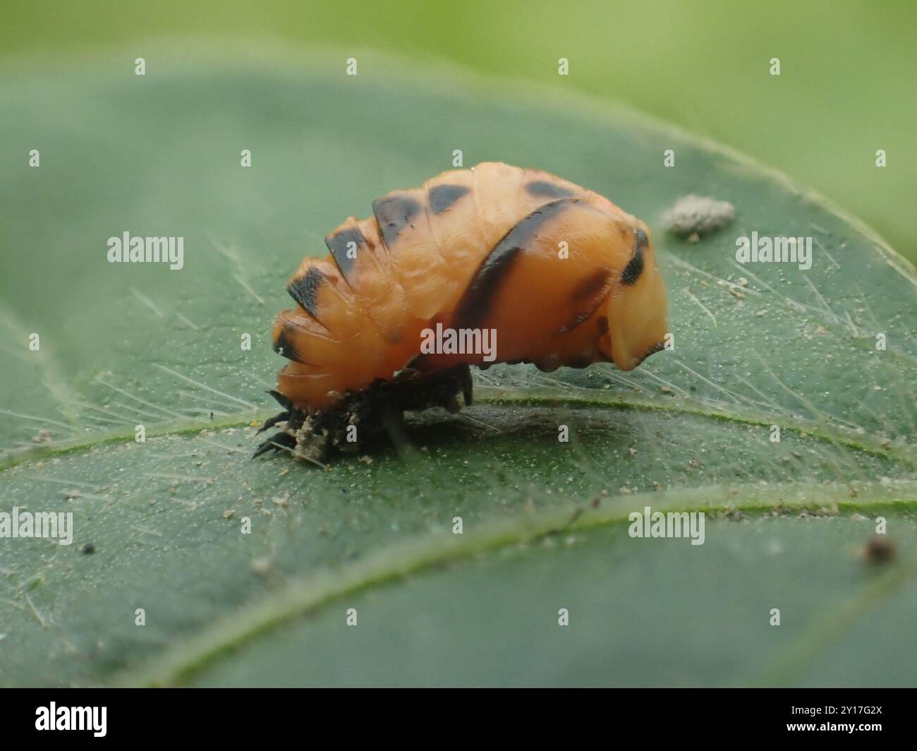 Lady Beetles (Coccinellidae) Insecta Stock Photo - Alamy