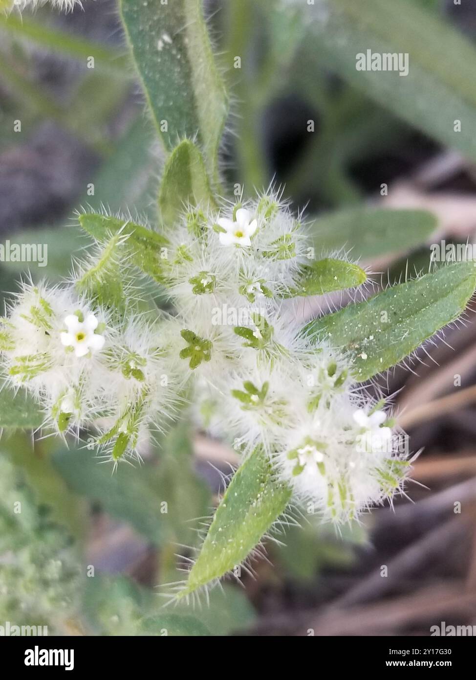 bearded cryptantha (Cryptantha barbigera) Plantae Stock Photo - Alamy