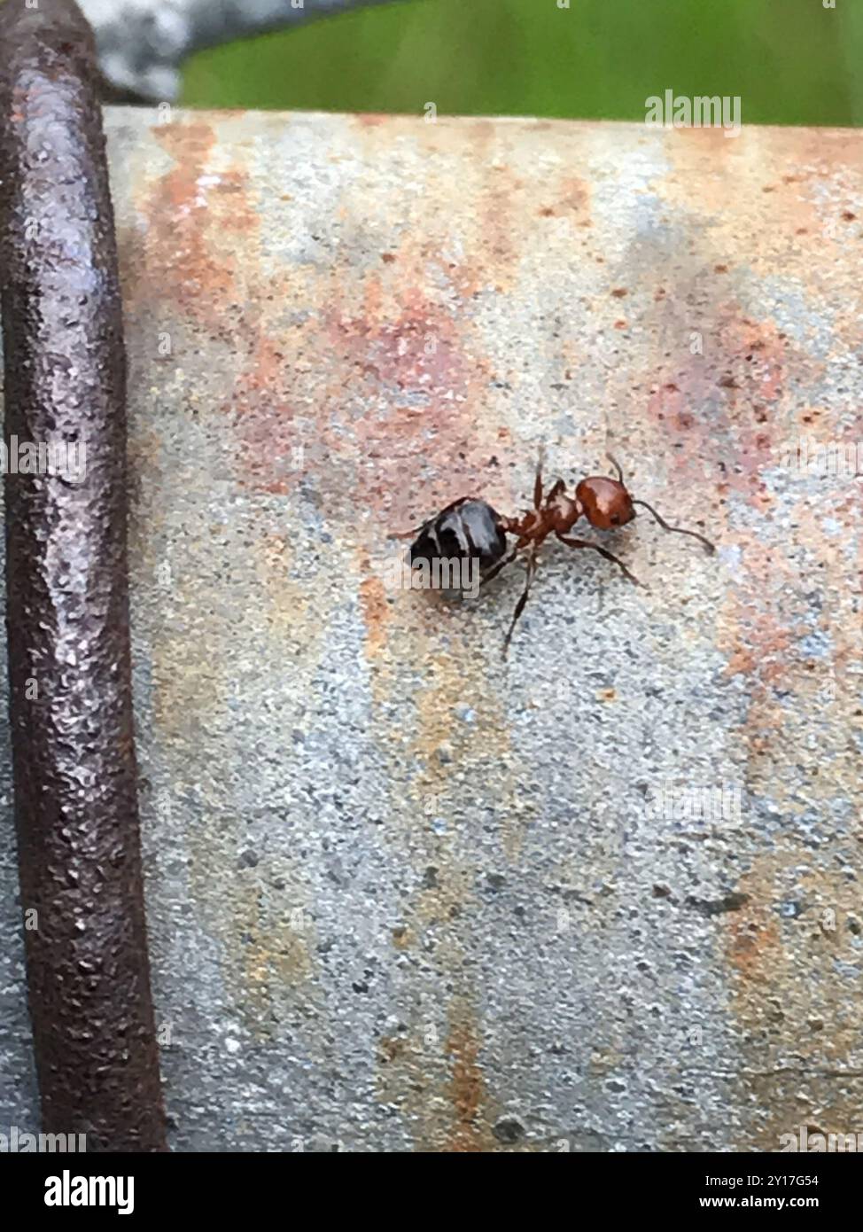Acrobat Ants and Cocktail Ants (Crematogaster) Insecta Stock Photo - Alamy