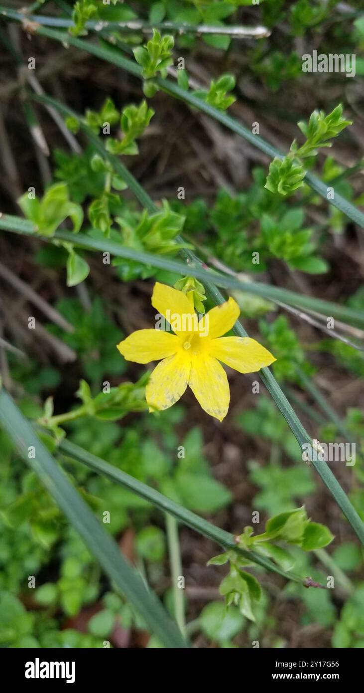 flowering plants (Angiospermae) Plantae Stock Photo - Alamy