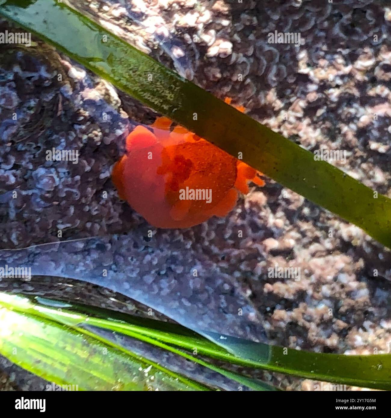 Spotted Dorid (Triopha maculata) Mollusca Stock Photo - Alamy