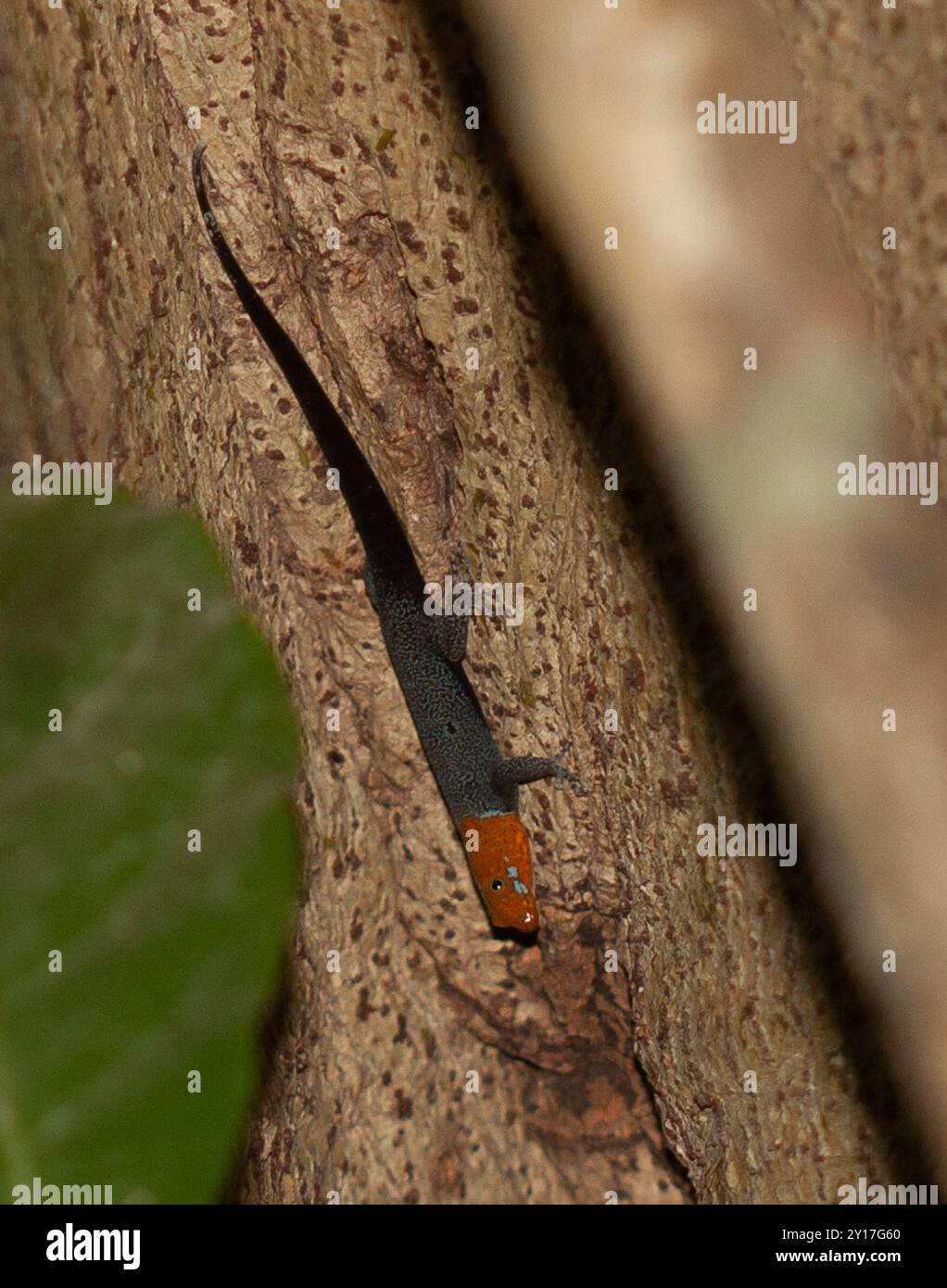 Yellow-headed Gecko (Gonatodes albogularis) Reptilia Stock Photo - Alamy