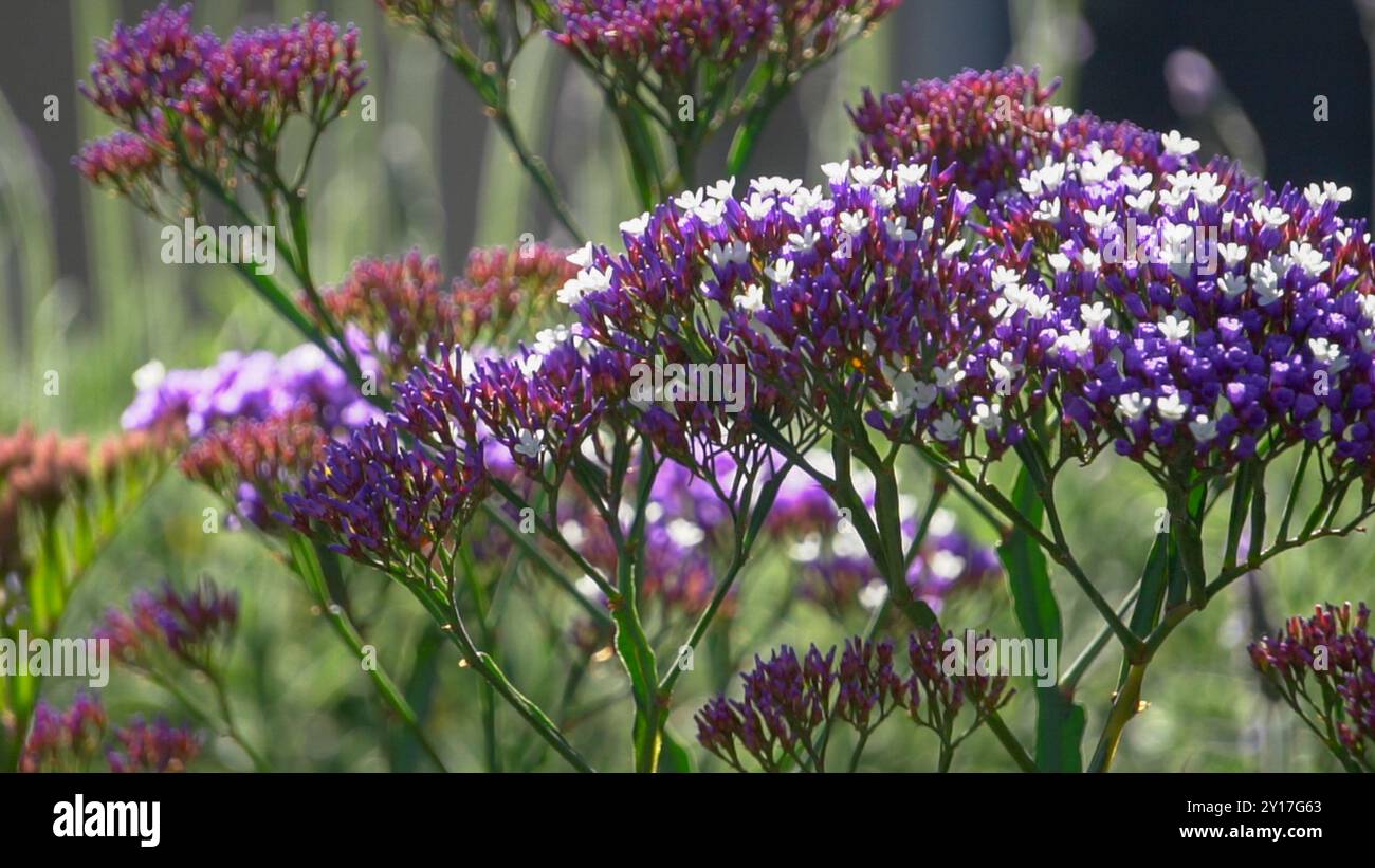 Perez's sea lavender (Limonium perezii) Plantae Stock Photo - Alamy