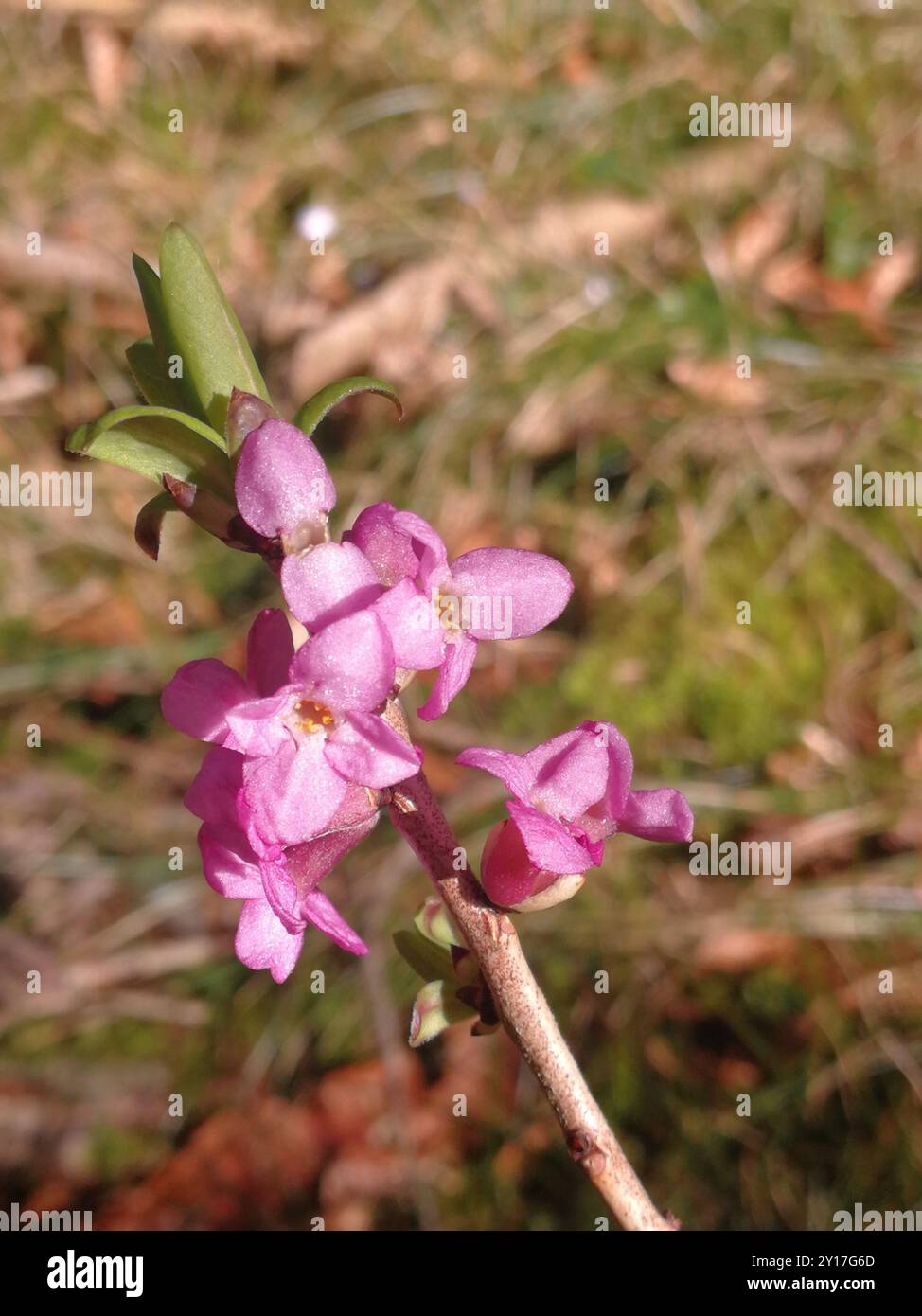Mezereon (Daphne mezereum) Plantae Stock Photo - Alamy