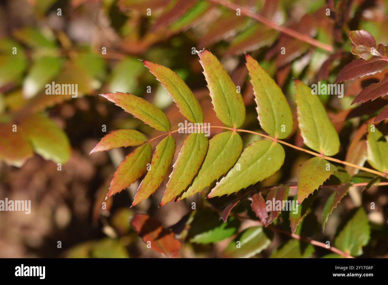 Cascade Oregon-grape (Berberis nervosa) Plantae Stock Photo - Alamy