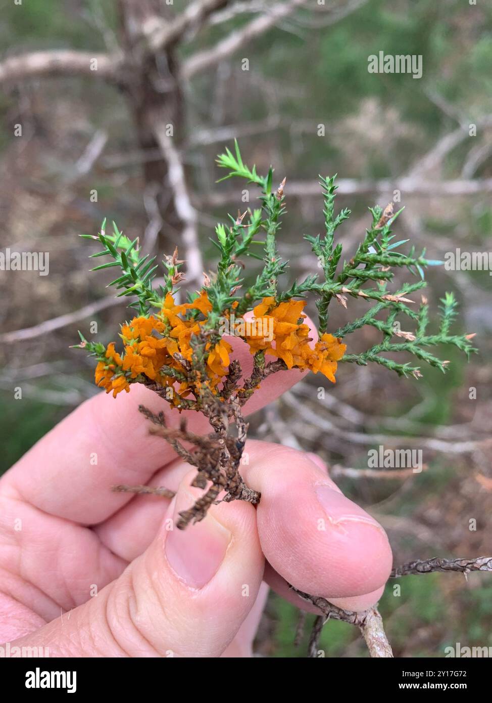 juniper-apple rust (Gymnosporangium juniperi-virginianae) Fungi Stock ...