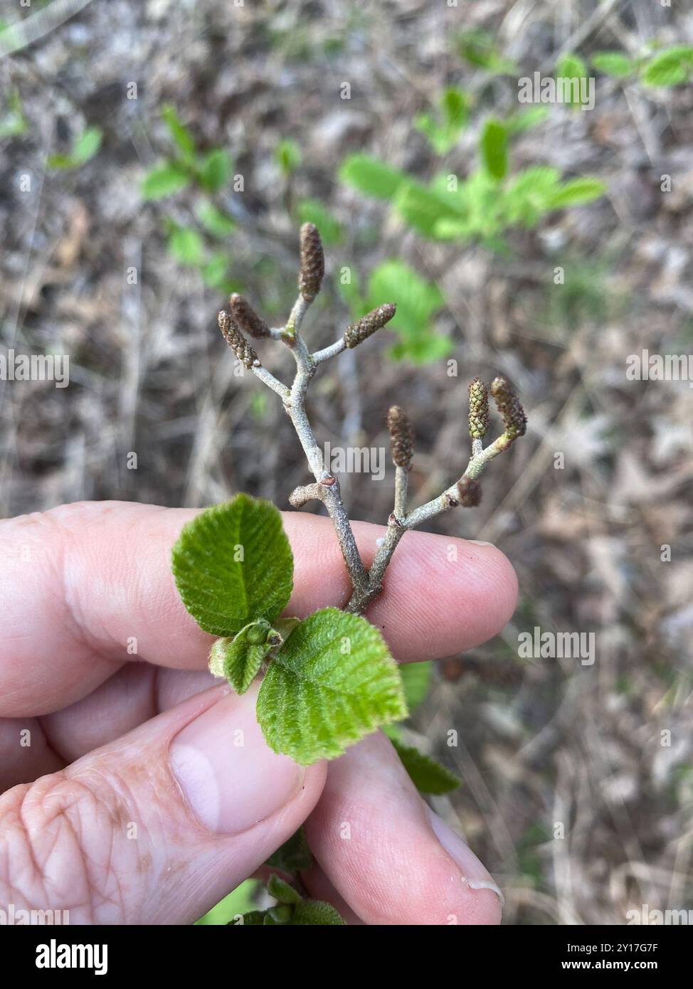 smooth alder (Alnus serrulata) Plantae Stock Photo - Alamy