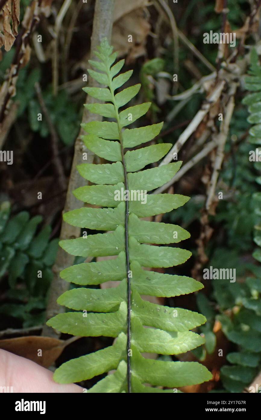 ebony spleenwort (Asplenium platyneuron) Plantae Stock Photo - Alamy