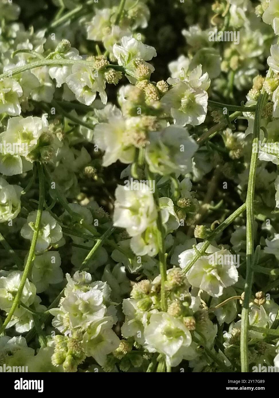 Cheesebush (Ambrosia salsola) Plantae Stock Photo - Alamy