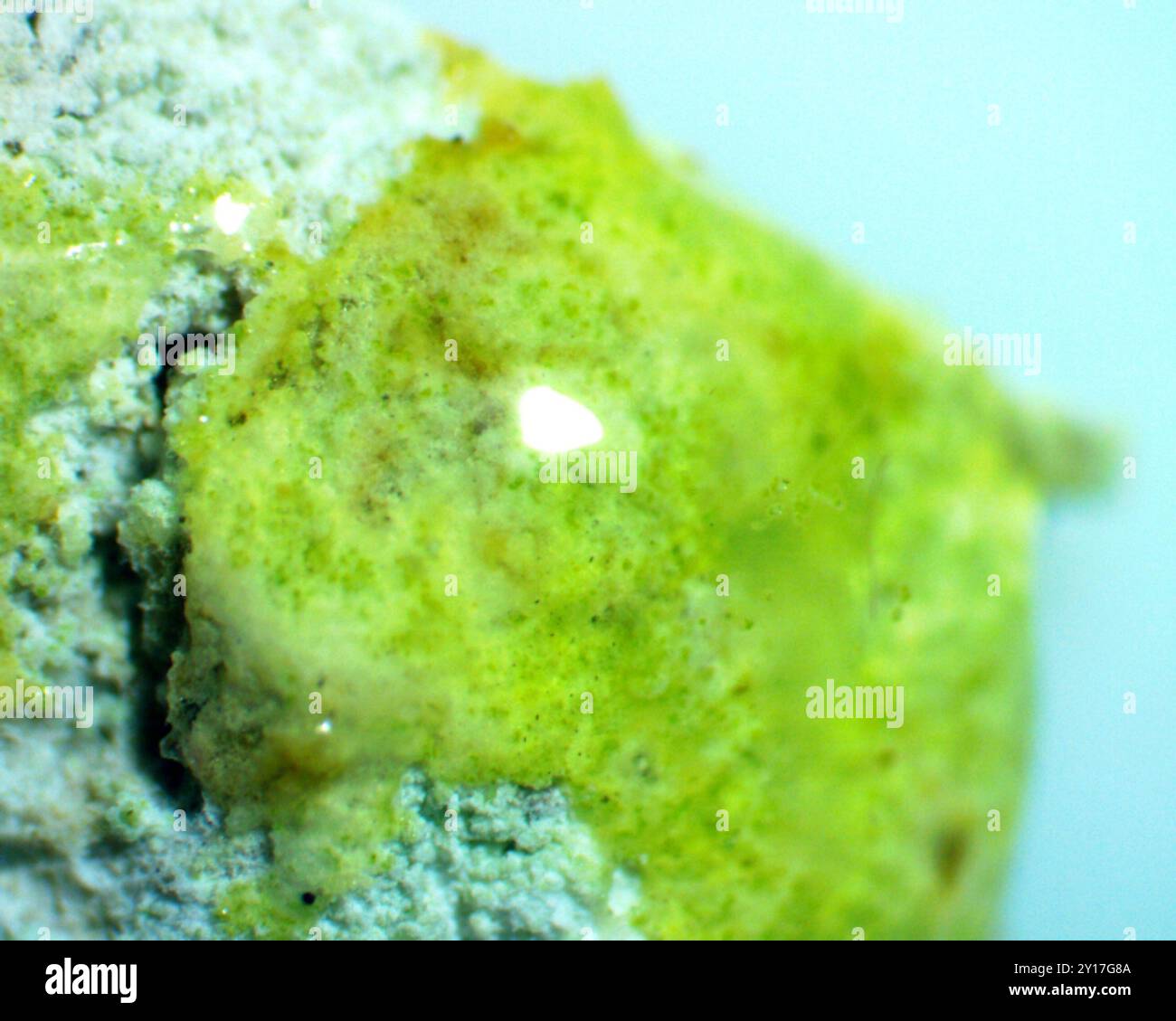 Fluffy Dust Lichen (Lepraria finkii) Fungi Stock Photo - Alamy