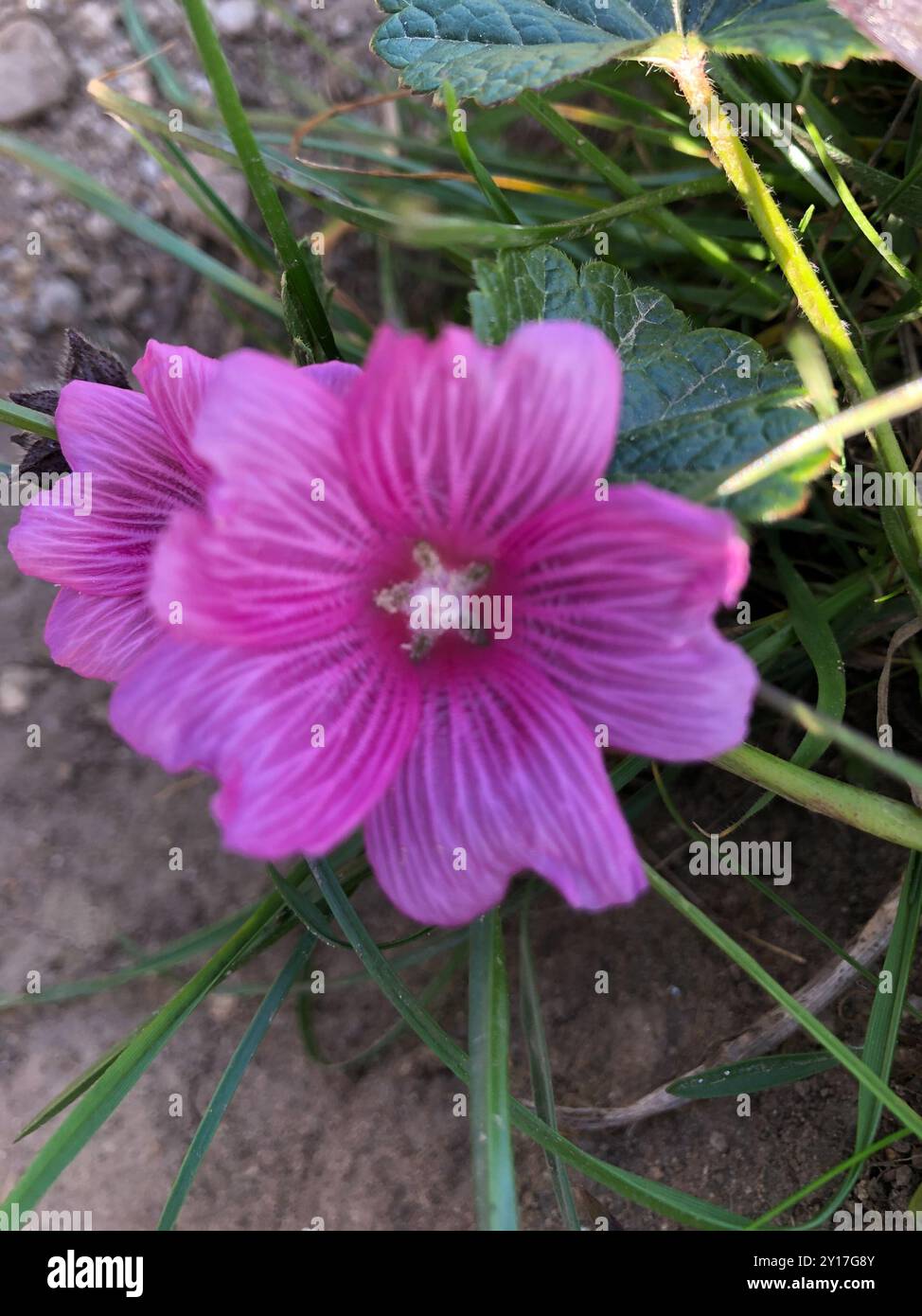 checkerbloom (Sidalcea malviflora) Plantae Stock Photo - Alamy