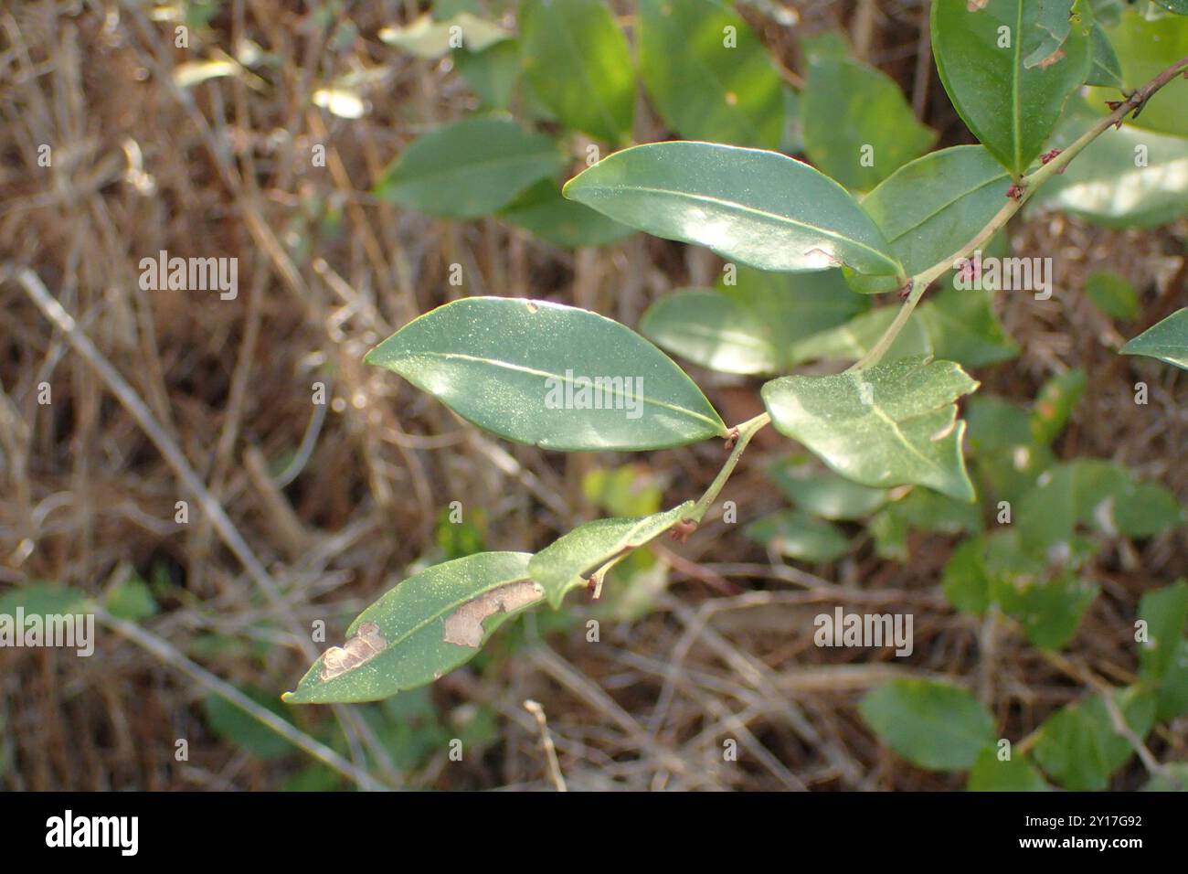 fetterbush lyonia (Lyonia lucida) Plantae Stock Photo - Alamy