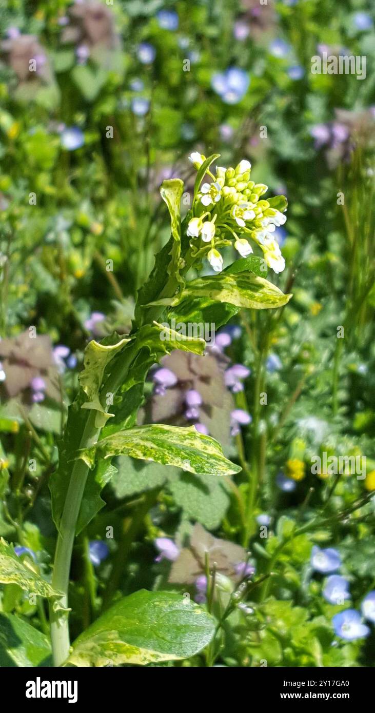 garlic penny-cress (Mummenhoffia alliacea) Plantae Stock Photo - Alamy