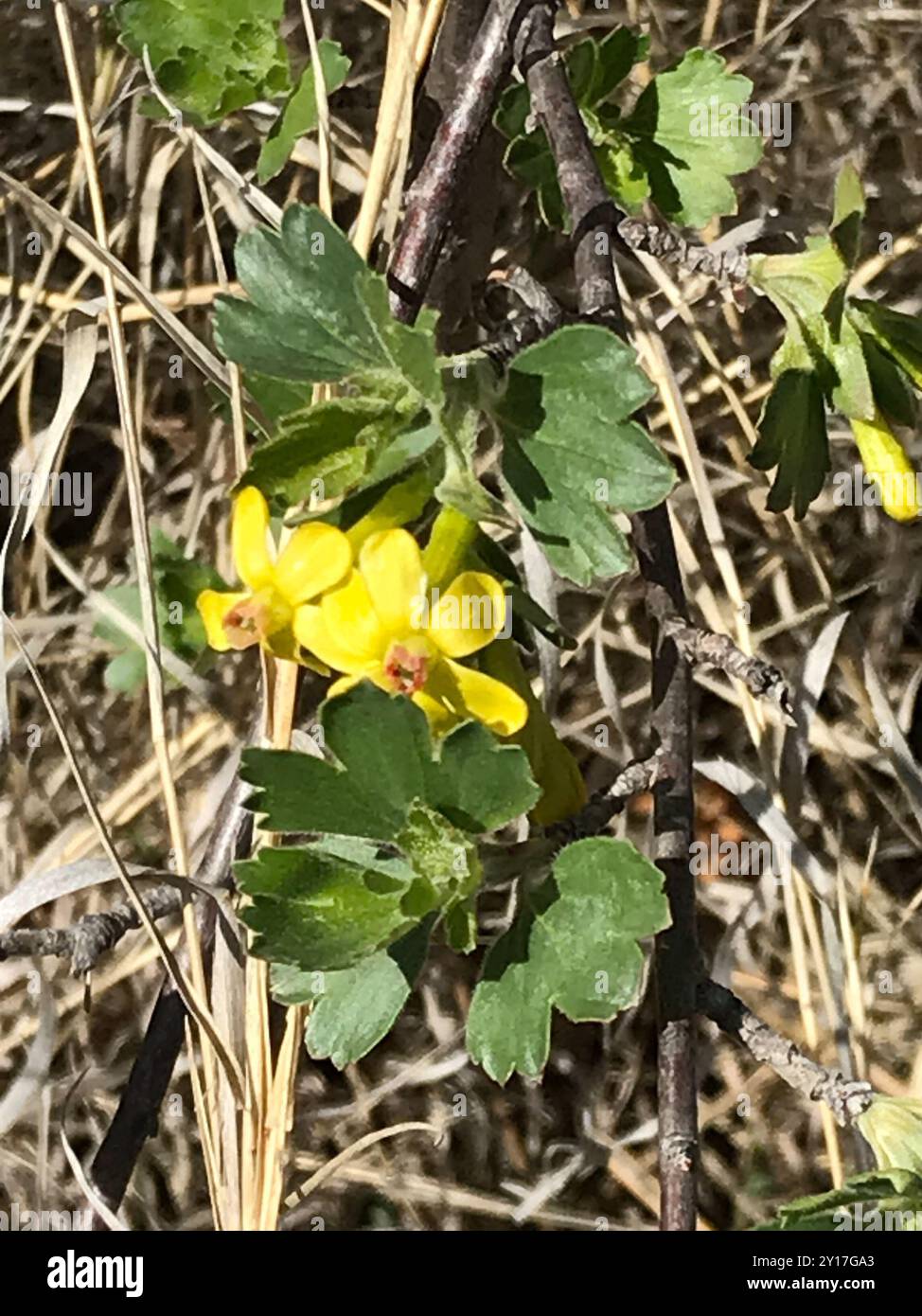 golden currant (Ribes aureum) Plantae Stock Photo - Alamy