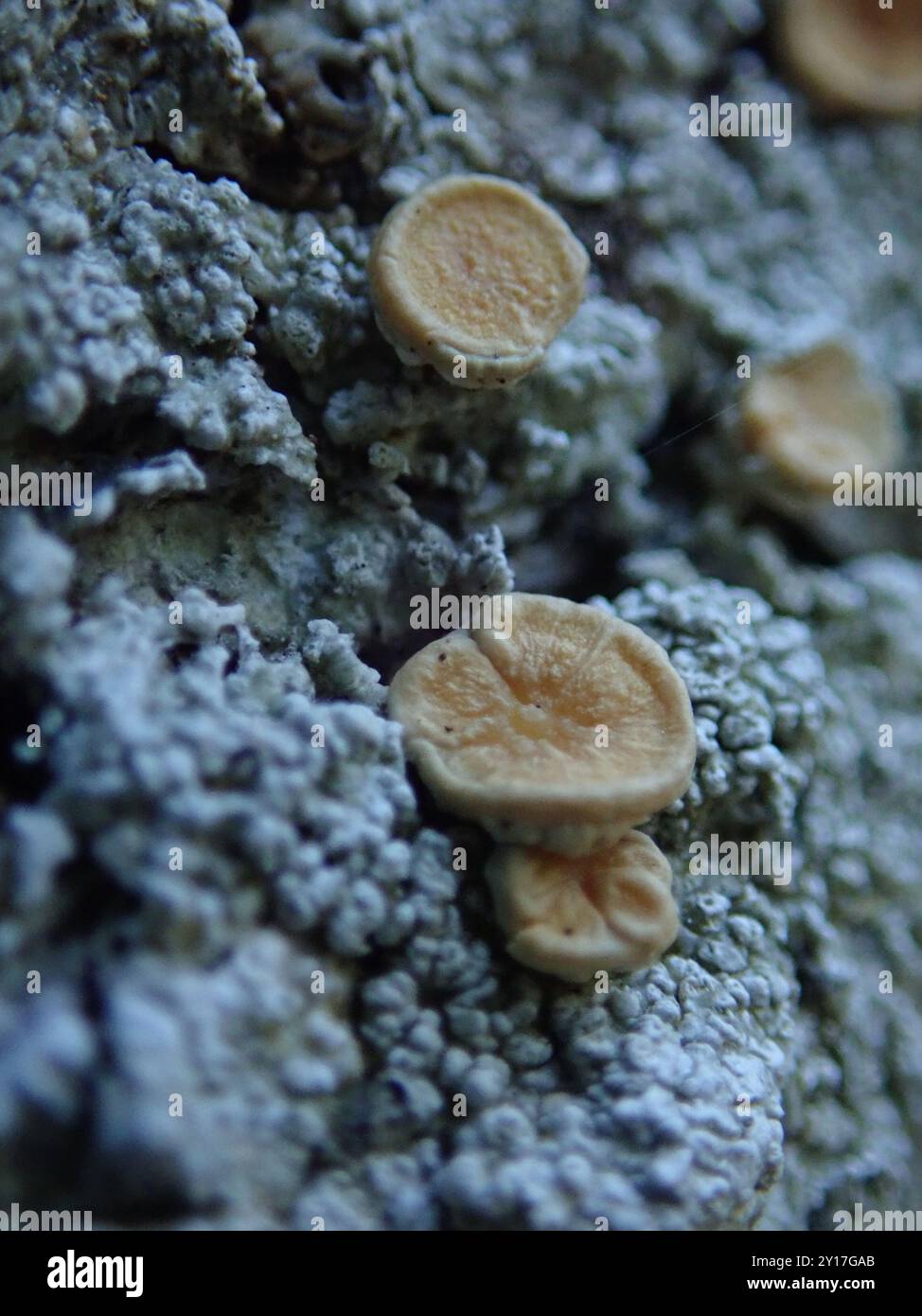 Smooth Saucer Lichen (Ochrolechia laevigata) Fungi Stock Photo - Alamy