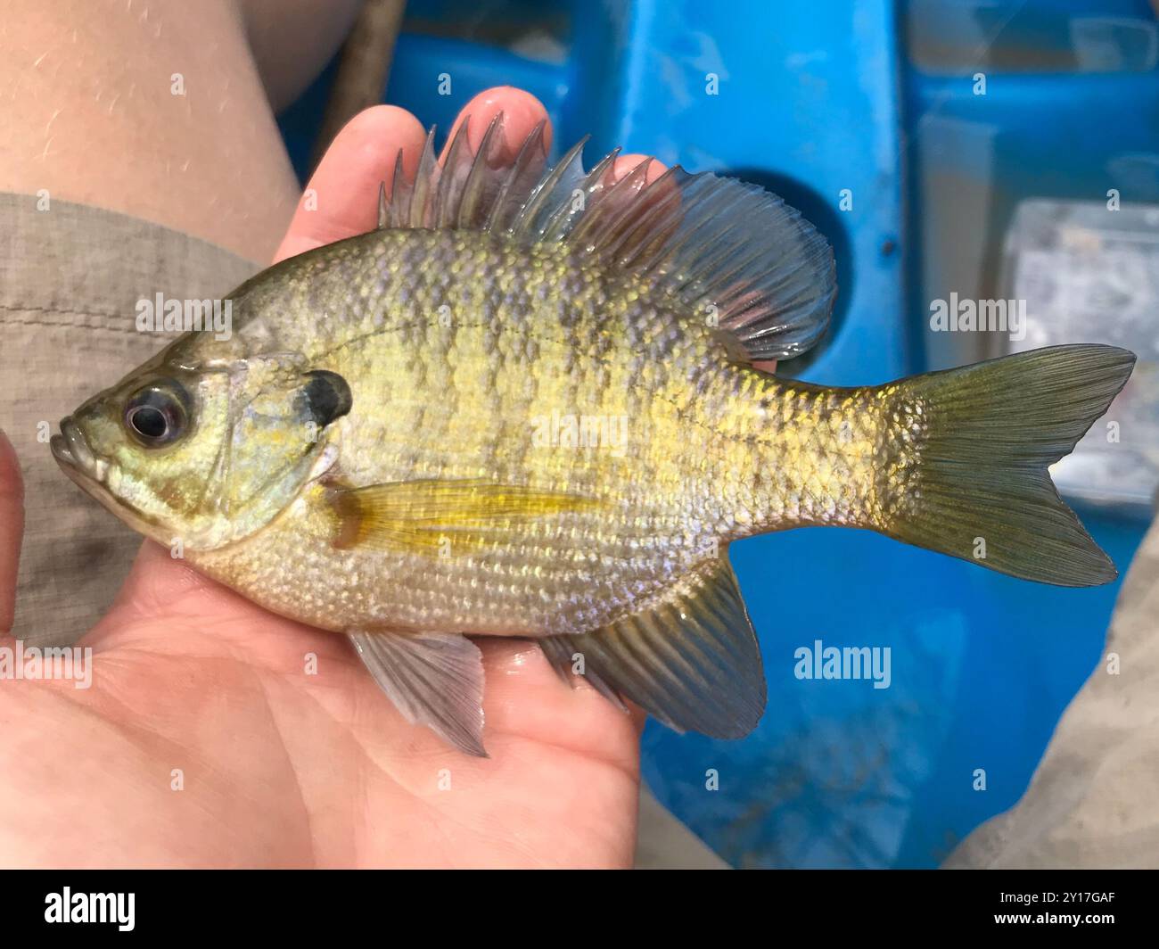 Bluegill (Lepomis macrochirus) Actinopterygii Stock Photo - Alamy