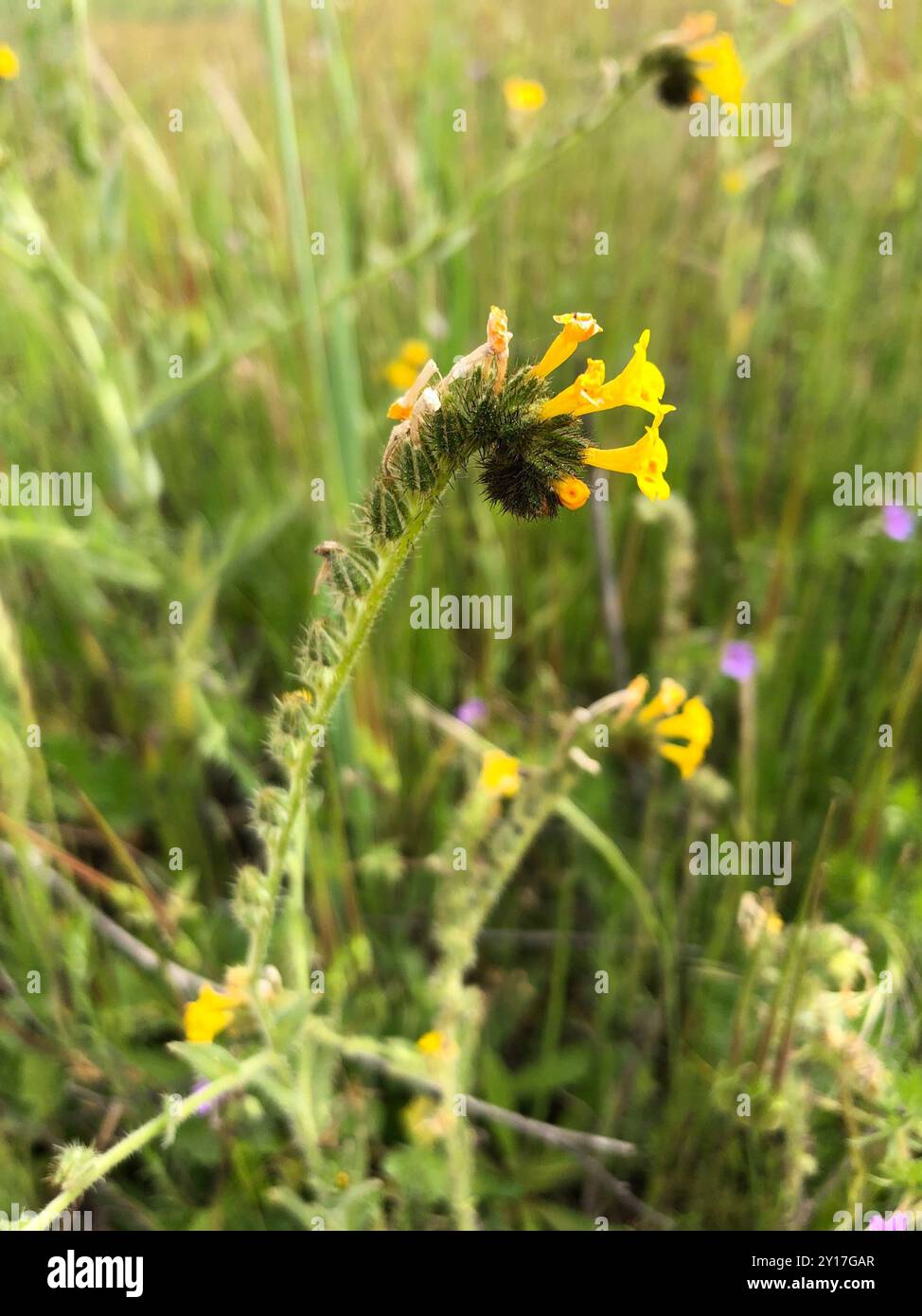 Common Fiddleneck (Amsinckia menziesii) Plantae Stock Photo - Alamy