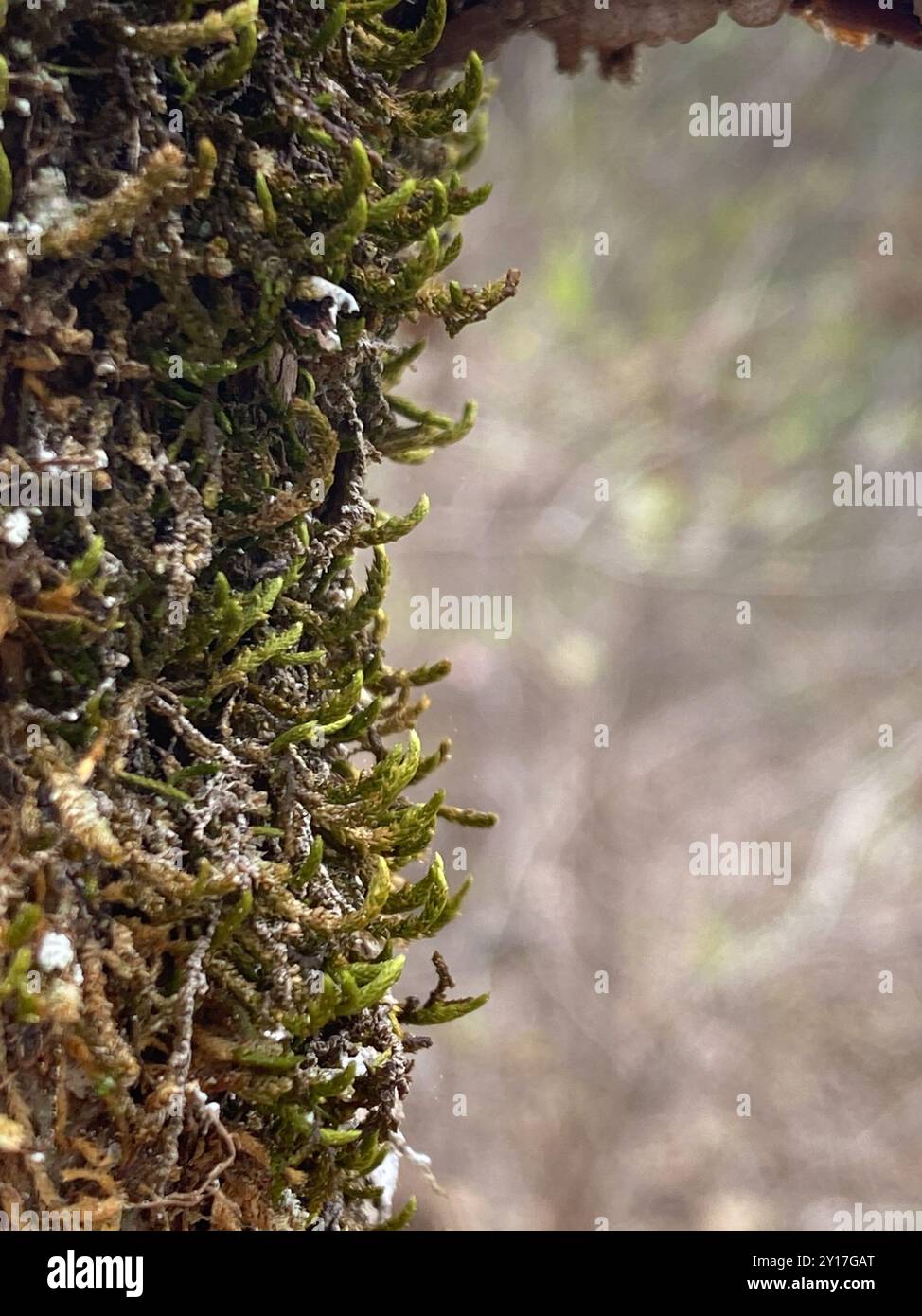 smooth hook moss (Leucodon julaceus) Plantae Stock Photo - Alamy