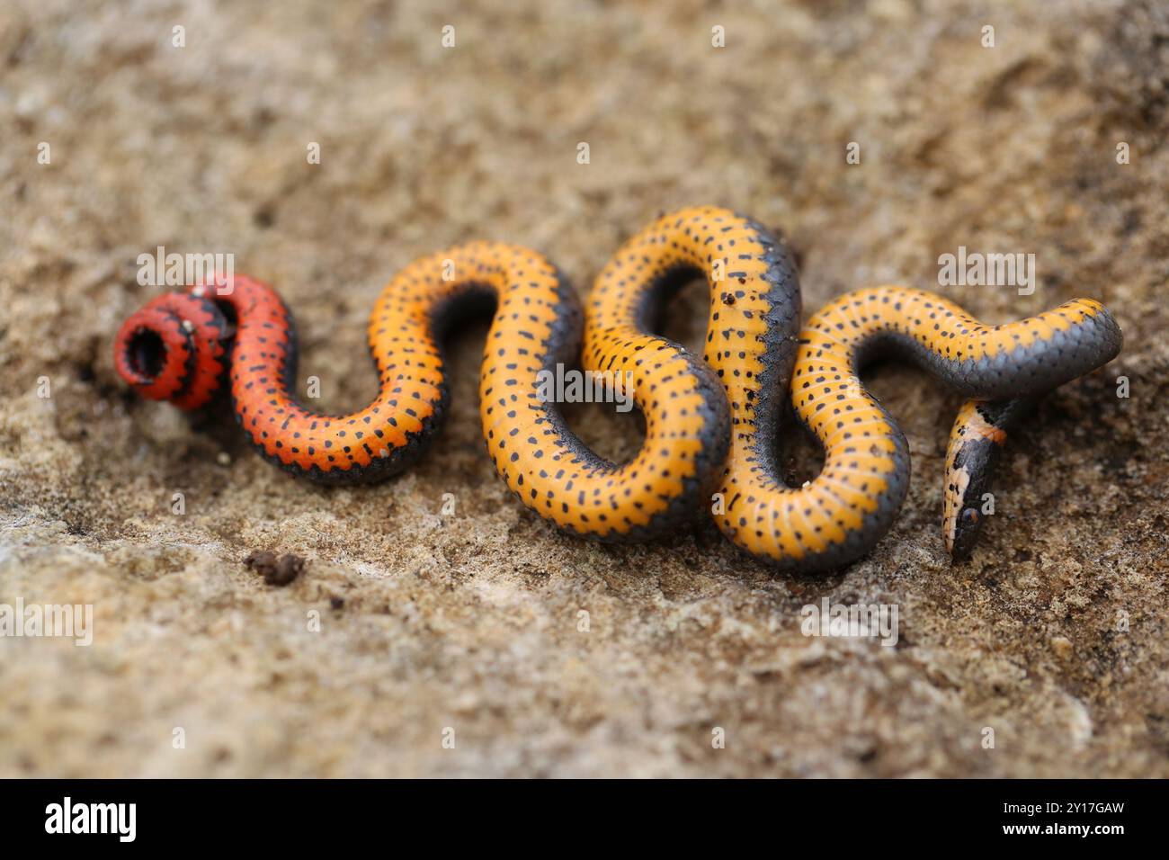 ring-necked snake (Diadophis punctatus) Reptilia Stock Photo - Alamy