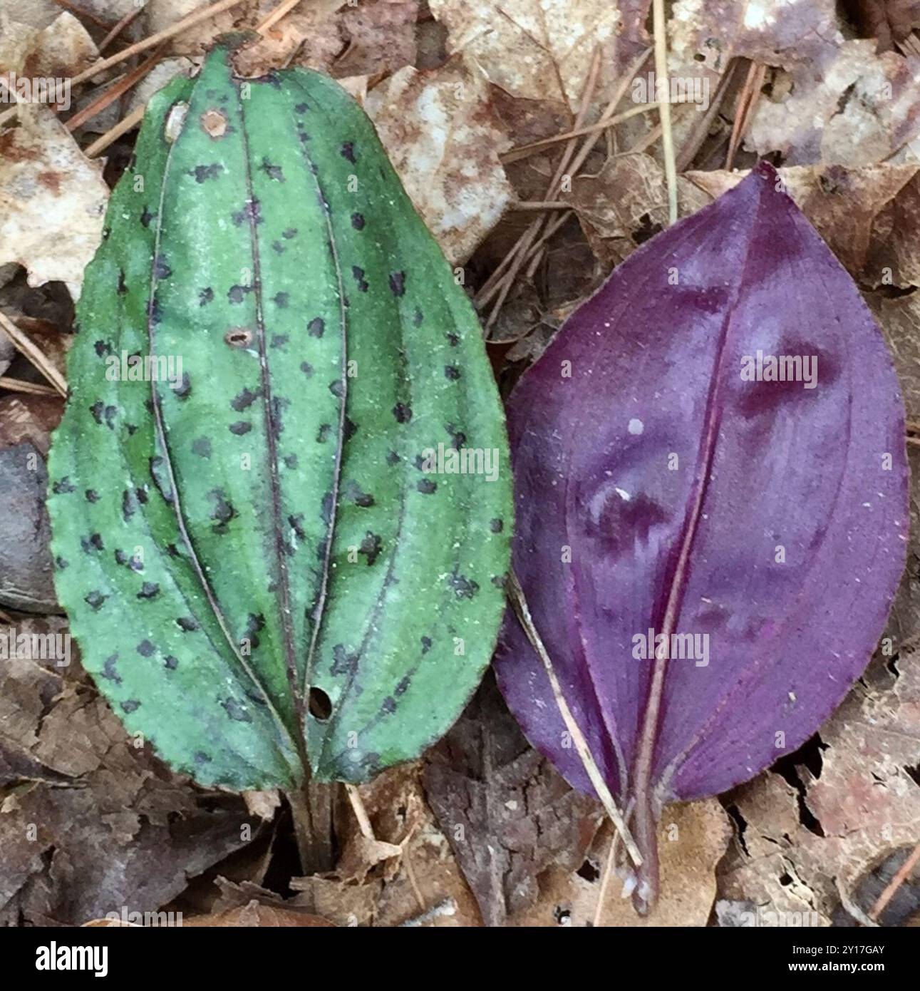 crane-fly orchid (Tipularia discolor) Plantae Stock Photo - Alamy
