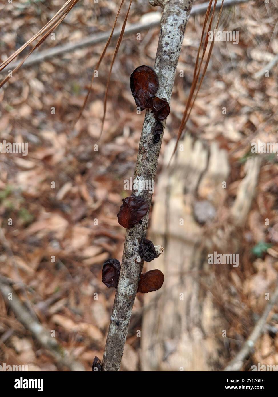 American Amber Jelly Fungus (Exidia crenata) Fungi Stock Photo - Alamy