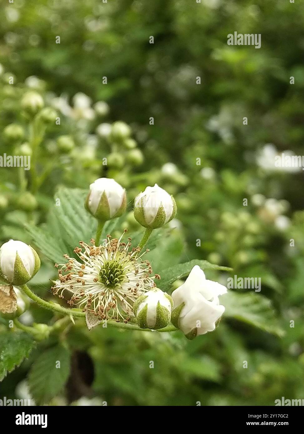 brambles (Rubus) Plantae Stock Photo - Alamy